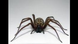 Outland 360 Adopts Limbo's Spider | N4G